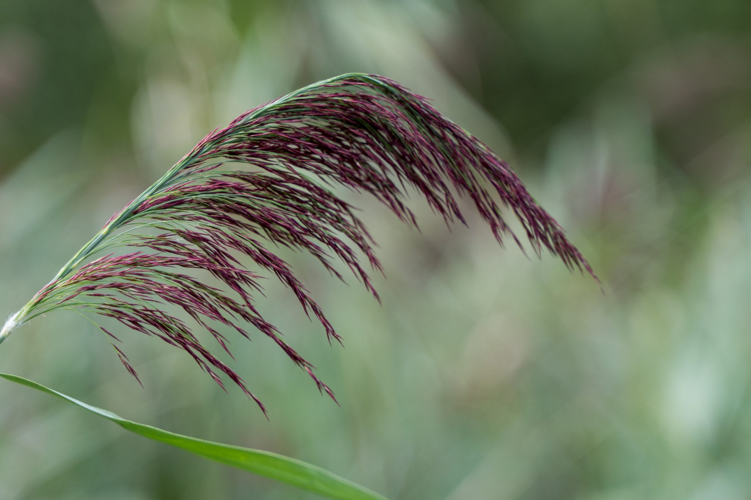Wat zijn jouw (loopbaan) drijfveren? - Janine Bijlsma